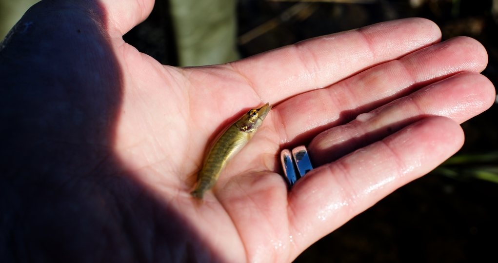 Gäddprofessorn informerar - GälgreppetGälgreppet